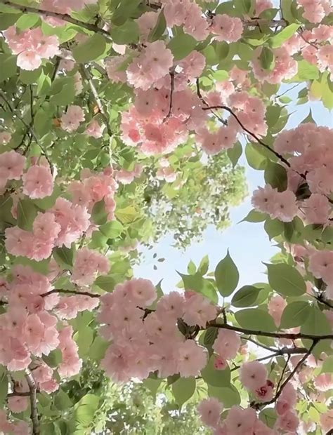 Aesthetic Pink And Green