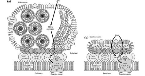 Simplified Model Of A The Chlorosome Structure In Wild Type