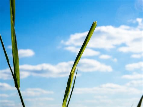 Premium Photo Low Angle View Of Grass Against Blue Sky
