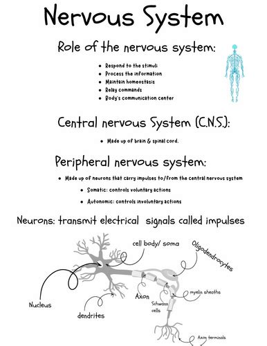 Nervous System And Brain Anatomy Gcse Teaching Resources