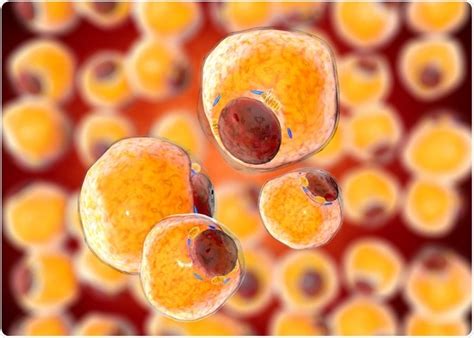 Lipid Peroxidation