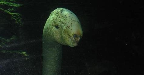 Deep Sea Eel Imgur