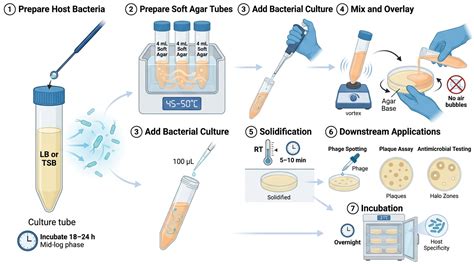 Agar Overlay Double Layer Agar Technique For Phage Assays