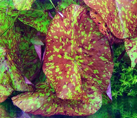 Nymphaea Micrantha Gefleckt