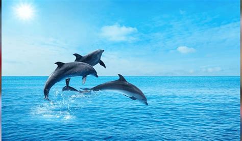Dolphin Jumping In Water Beautiful Dolphin Jumping Out Of The Water