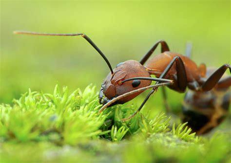 Download Eating Ant Wallpaper Wallpapers Com