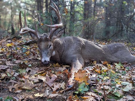 Decent 10 Pointer This Season Rhunting