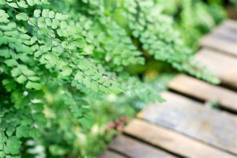 Can Maidenhair Fern Grow In Water At Wayne Enochs Blog