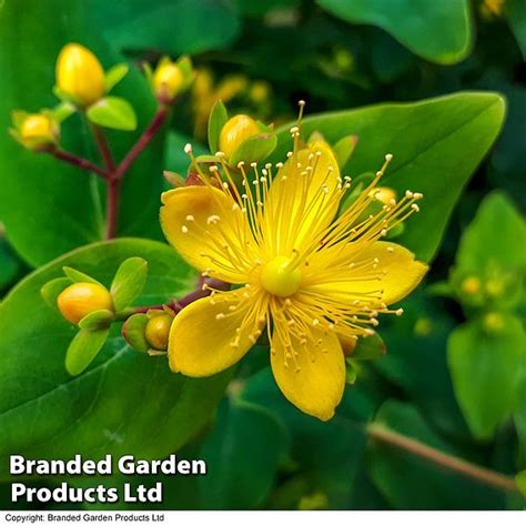 Hypericum Gemo Suttons