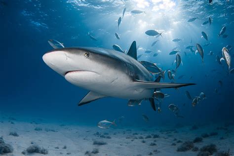 Greg Lecoeur Underwater And Wildlife Photography Reef Shark