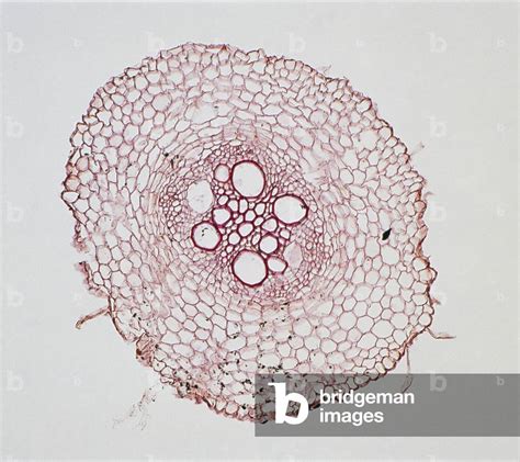 Image Of Micrograph Of Cross Section Through A Monocotyledonous Root