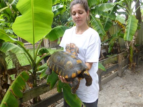 Amazon Basin Yellow Foot Florida Iguana And Tortoise Breeders