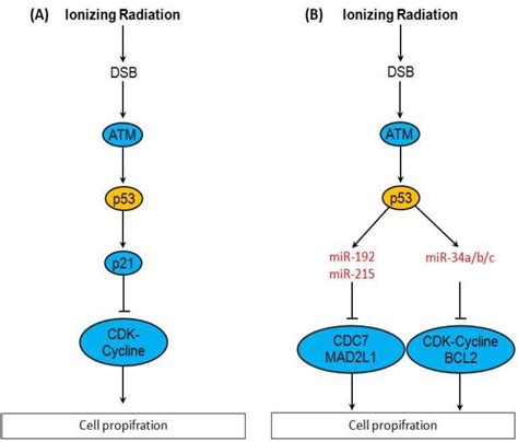 Dsb Activates P21 That Inhibits Cell Proliferation By Inactivating