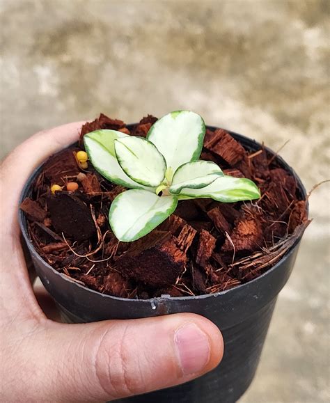 Hoya Mathilde Variegated Terraflora Global