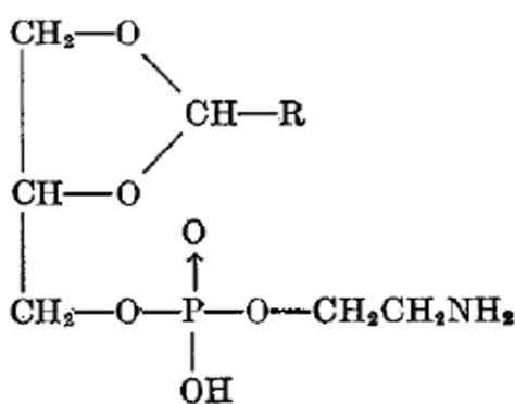 Plasmalogen Acetal Structure Proposed By Feulgen In 1939 [61] Download Scientific Diagram