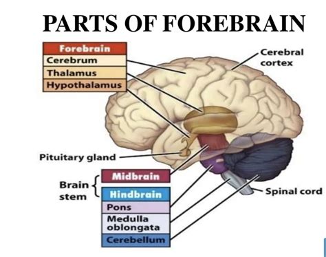 Parts Of The Brain Anatomy Structure Functions Simply Vrogue Co