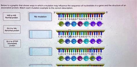 Below Is A Graphic That Shows Ways In Which A Mutation May Influence The Sequence Of Nucleotides