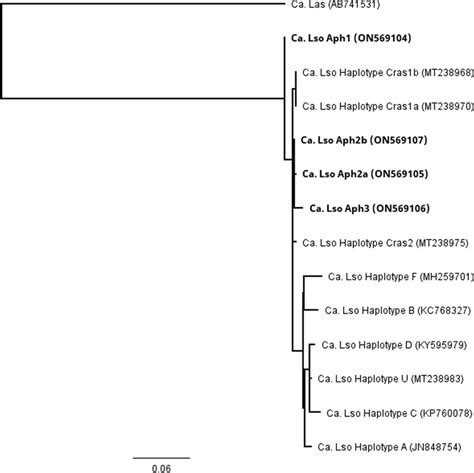 Unrooted Phylogenetic Tree Constructed Using A 586 Basepair Region Of Download Scientific