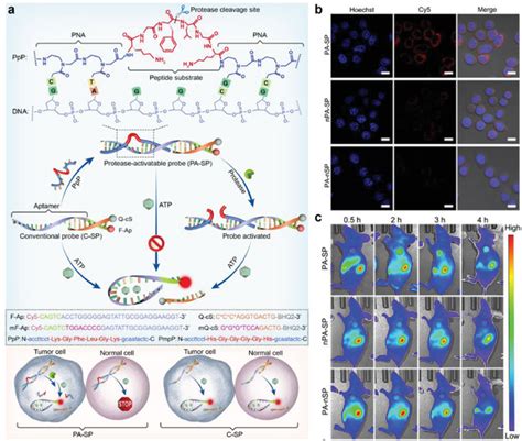 Endogenous Protease‐controlled Atp Sensing And Imaging A Schematic