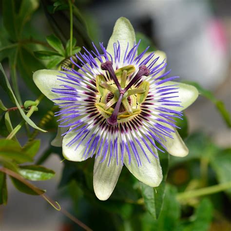 How To Identify Blue Passionflower Passiflora Caerulea