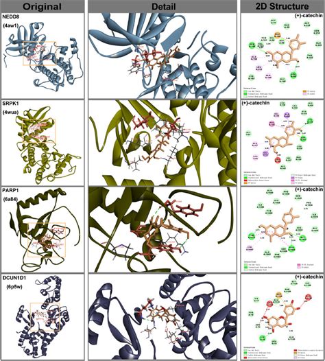 Docking Models Of Catechin Bound To Four Potential Targets Download Scientific Diagram