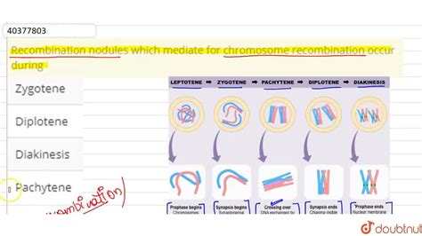 Recombination Nodule