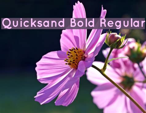 quicksand bold regular font