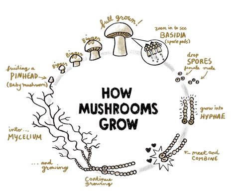 How To Grow Your Own Mushrooms 1 Million Women