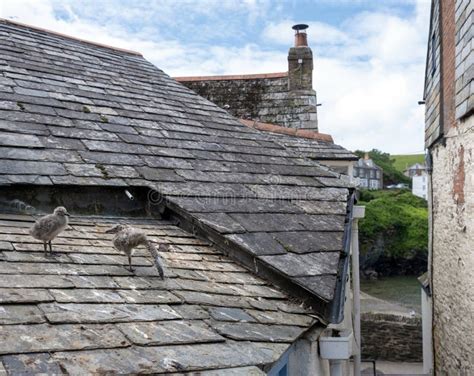 Two Chicks Of Seagull On Old Slate Roof In Port Isaac Aka Portwenne