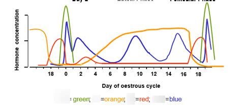 Diagram Of ⭐vet30390 L2 Oestrusovarian Cycle Quizlet
