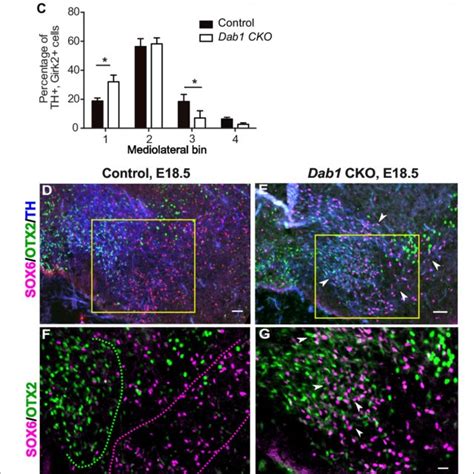 Sn Mda Neurons Do Not Completely Segregate From Vta Mda Neurons At The