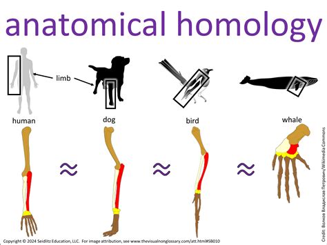 science visuals the visual non glossary