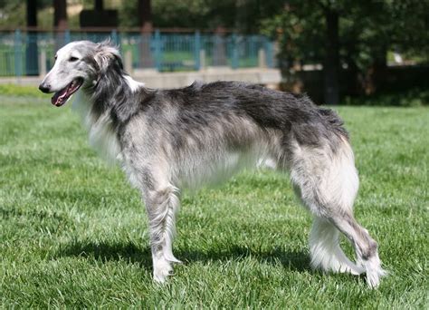 Silken Windhound