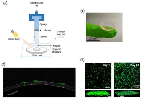 Extrusion Based Bioprinting Is The Most Commonly Used Technique For