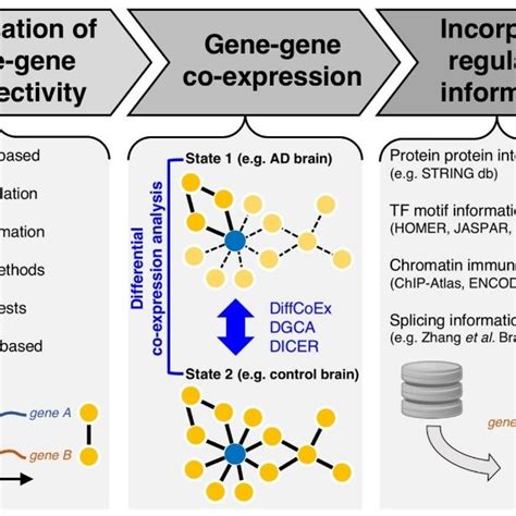 Schematic Overview Showing The Workflow For Gene Network Inference Download Scientific Diagram