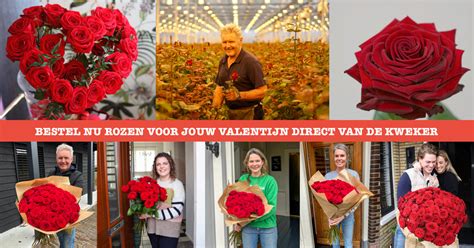 red naomi rozen direct geleverd van onze kwekerij porta nova