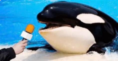 This Photoshopped Image Of An Orca With A Microphone Lets The Whales