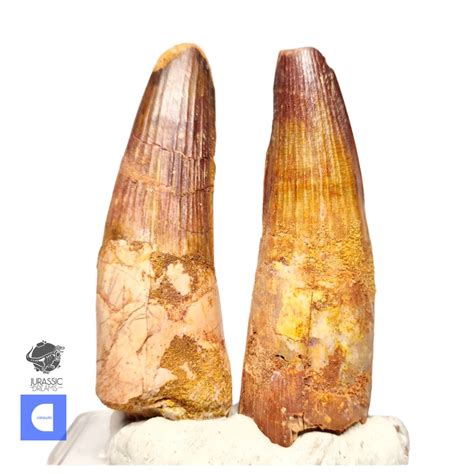 Set Of 2 Large Rooted Spinosaurus Dinosaur Teeth Upper Cretaceous