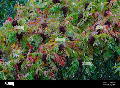 Florida Native Sumac At Sherri Lewis Blog