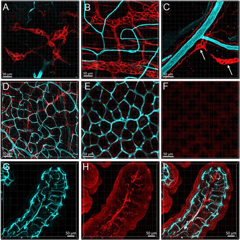 Frontiers Vasculature In The Mouse Colon And Spatial Relationships With The Enteric Nervous