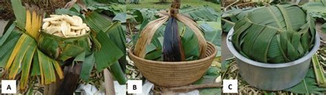 Preparing Matooke The Traditional Way A Peeled Cooking Banana Download Scientific Diagram