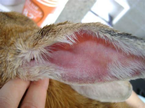 Vegetable Oil For Rabbit Ear Mites At Roberta Warren Blog