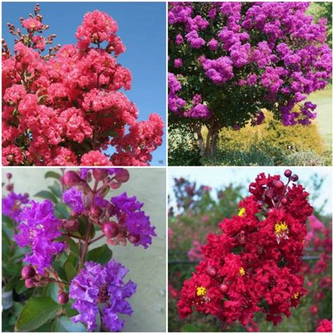 Lagerstroemia Indijski Jorgovan Sadnice