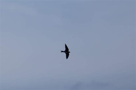 Progne Dominicensis Gmelin 1789