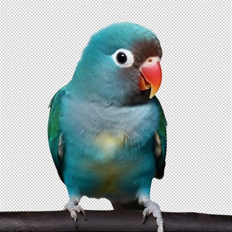 Premium Psd Parrot Model Design
