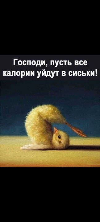 смешные животные коты Youtube