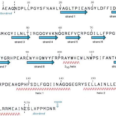 Amino Acid Sequence And Corresponding Secondary Structure Assignments