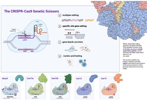 Figure 1 From Crispr Based Diagnostics Of Different Biomolecules From