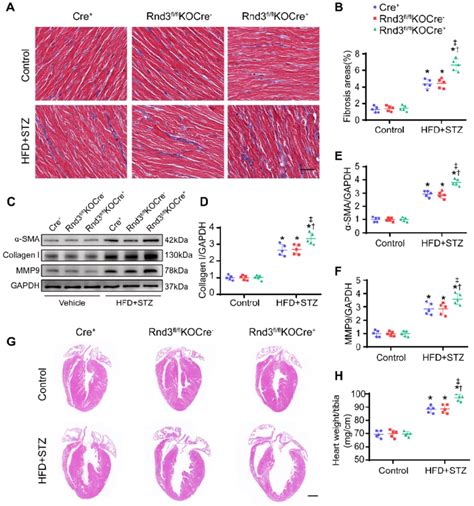 Fibroblast Specific Rnd3 Knockout Exacerbates Cardiac Fibrosis And