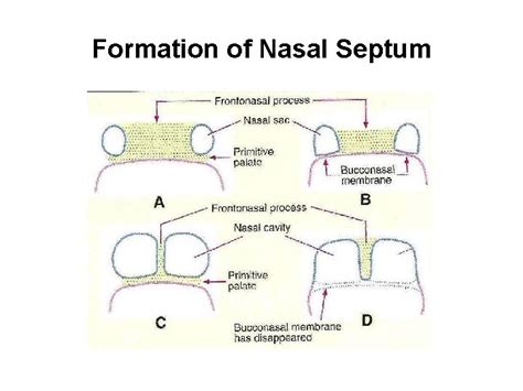 Development Of Face Nose Palate Embryo At 4